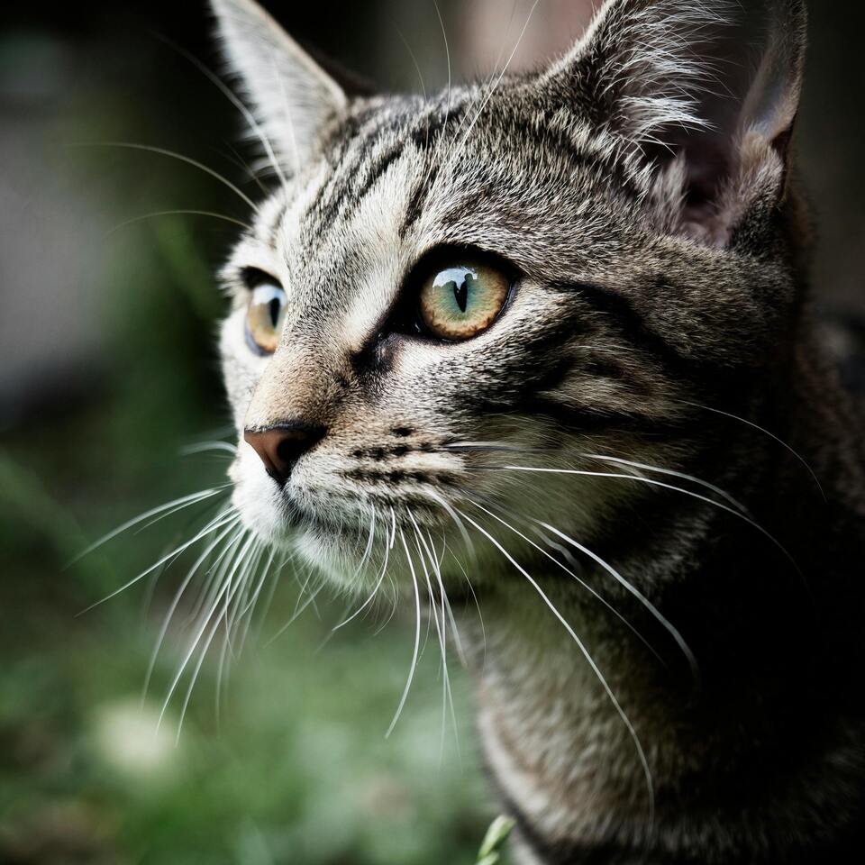 vivago.ai: Bring Every Moment To Life